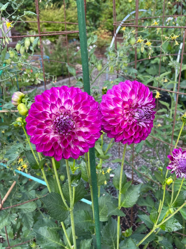 Products – Two Cedars Farm