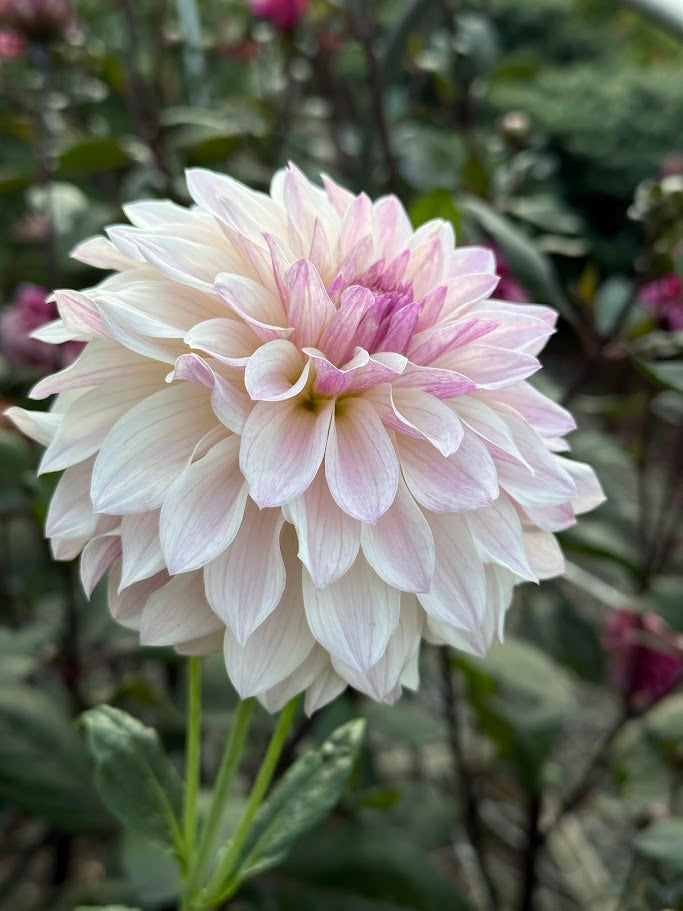 Bloomquist Compare – Two Cedars Farm