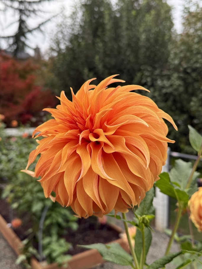 Bloomquist Jean – Two Cedars Farm