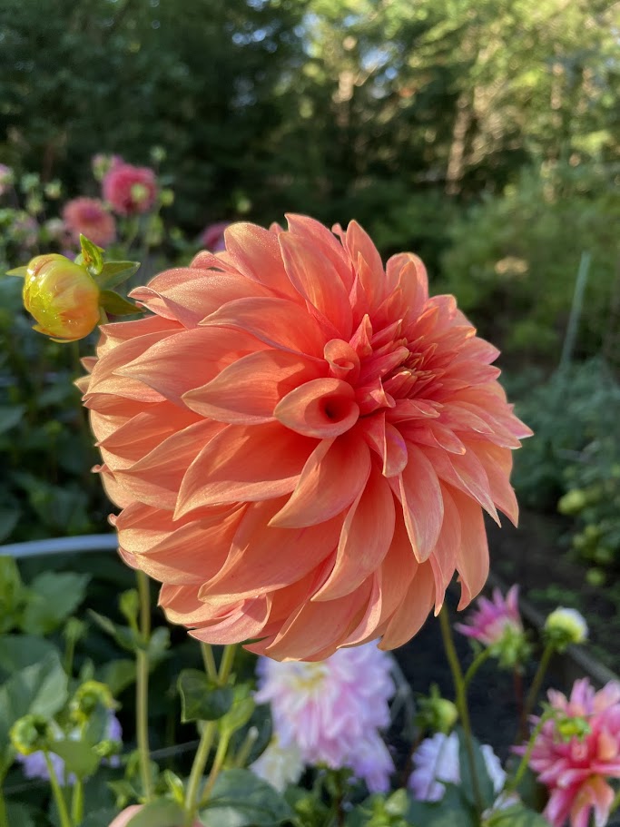 Bloomquist Pleasing – Two Cedars Farm