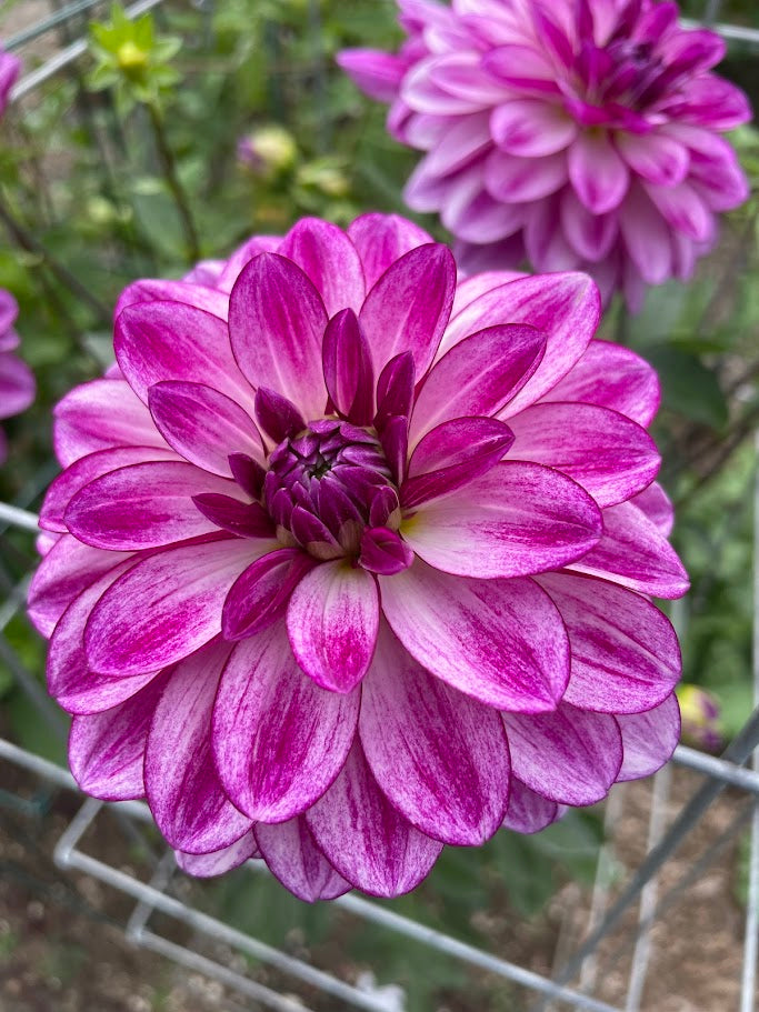 Blue Bell – Two Cedars Farm