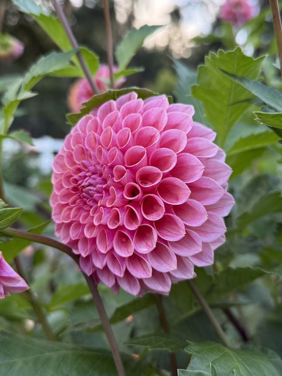 Bracken Rose – Two Cedars Farm