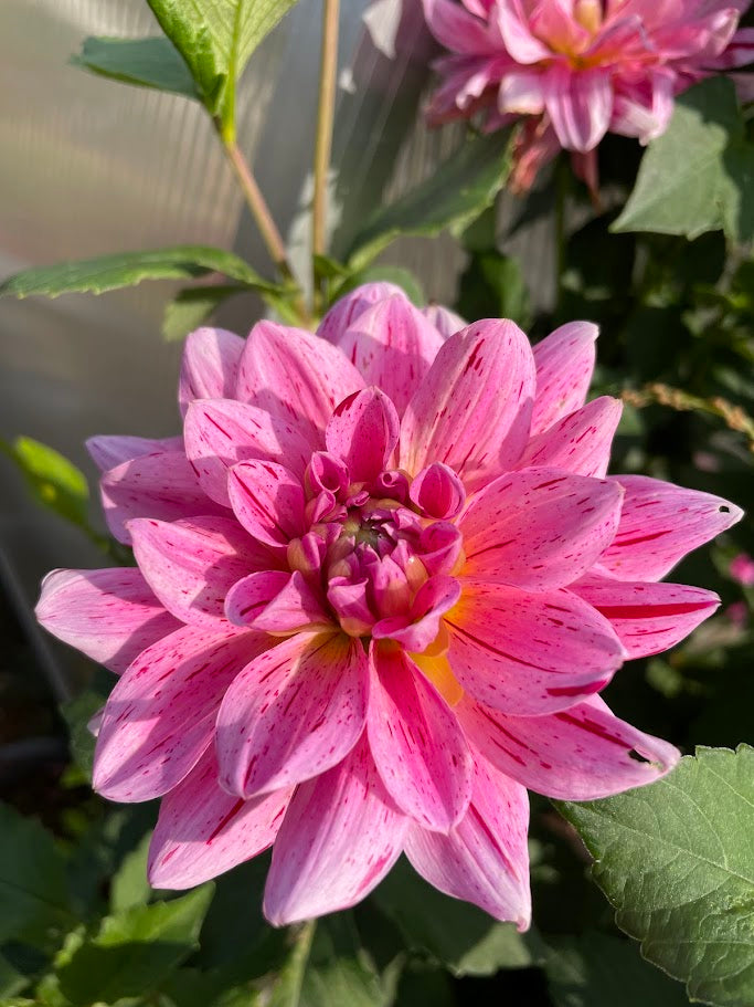 Cha Ching – Two Cedars Farm