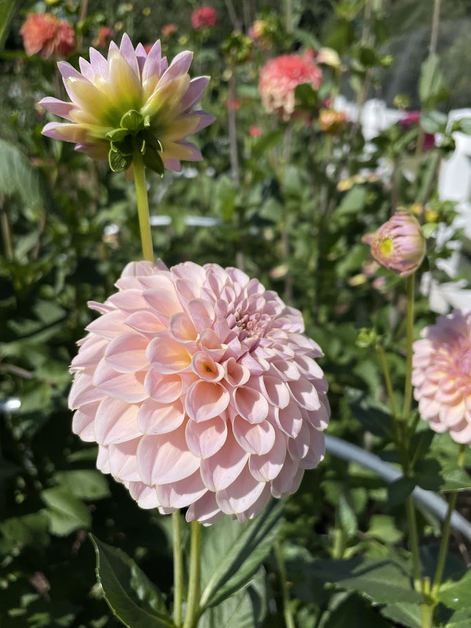 KA’s ® Cinder Rose - LIMIT ONE – Two Cedars Farm