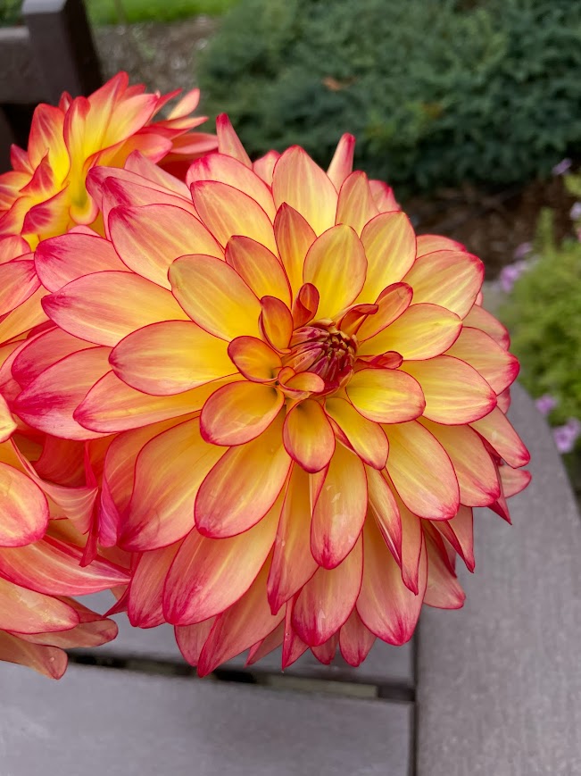 Mai Tai – Two Cedars Farm